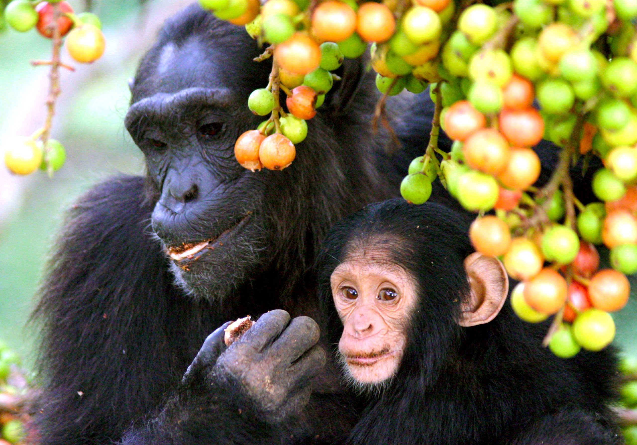 Home - Kameraz of Afrika